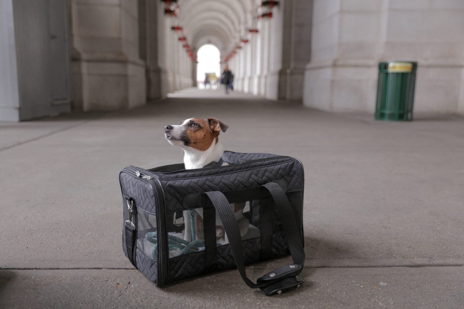 Amtrak Pet Policy for Dogs and Cats | Costs & Fees